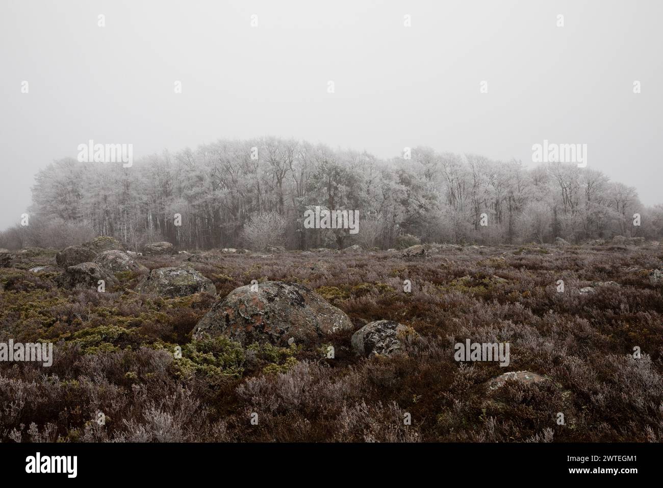 BARREN SPOOKY LANDSCAPE IN FREEZING FOG, JURMO, FINALND: A desolate ...