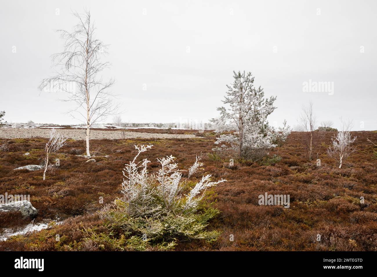 JURMO, REMOTE BALTIC SEA ISLAND, IN FREEZING FOG: A foggy winter day in ...