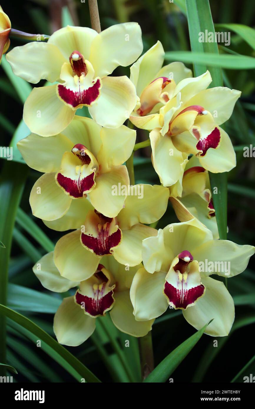 Cymbidium Orchid "Rocco Tower", Orchidaceae Stock Photo - Alamy
