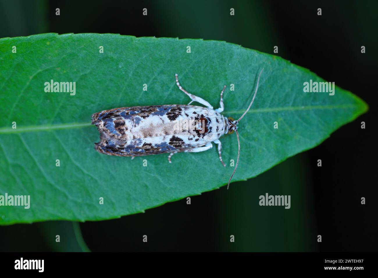 White-backed Marble (Hedya salicella). Beautiful moth of the family ...