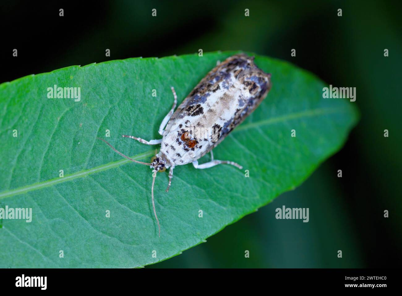 White-backed Marble (Hedya salicella). Beautiful moth of the family ...