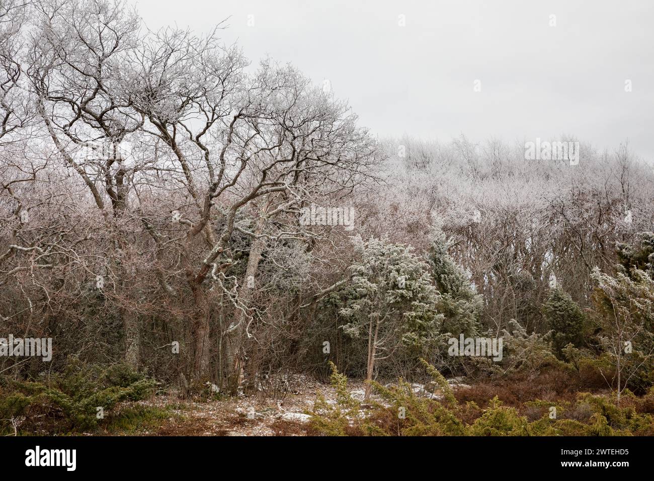 SMALL FOREST, JURMO, BALTIC SEA ISLAND, FREEZING FOG: A small copse ...