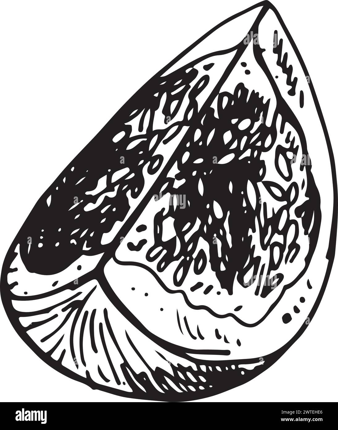 Fig vector drawing. Hand drawn fruit and sliced piece. Summer food ...