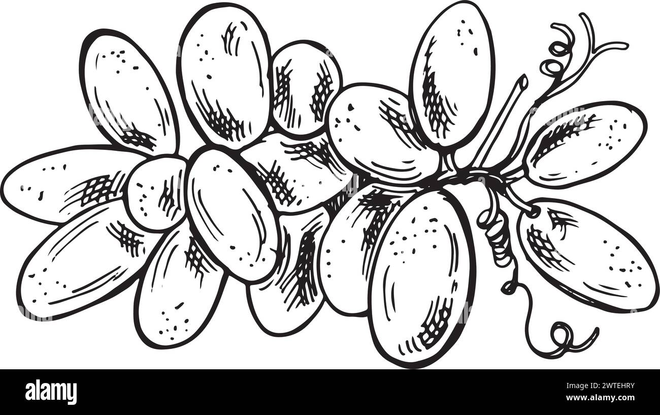Grapes sketch hand drawn . Wine vine close up outline, leaves, berries ...