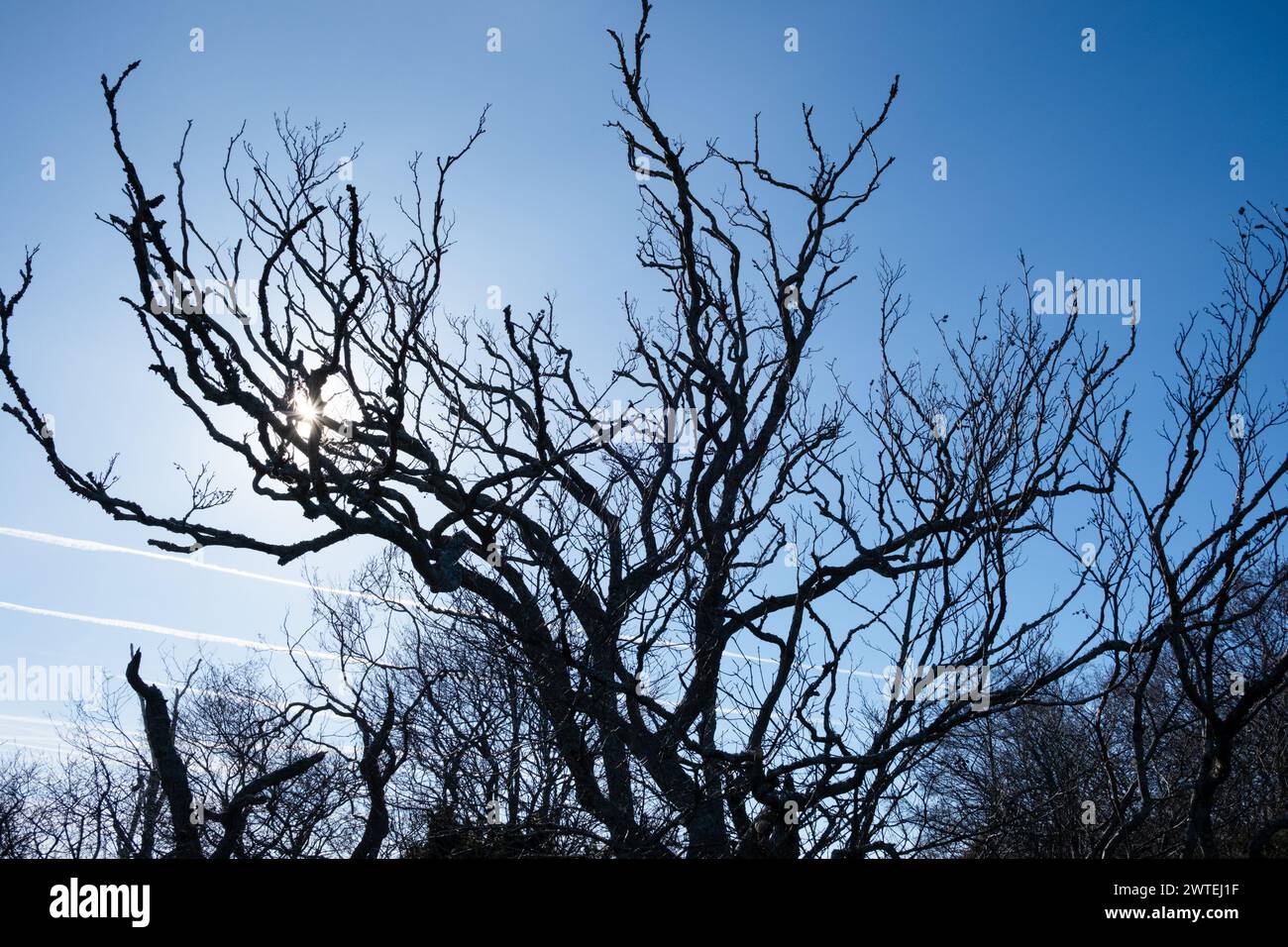 JURMO, REMOTE BALTIC SEA ISLAND, WINTER SUNSHINE: A crisp sunny winter ...
