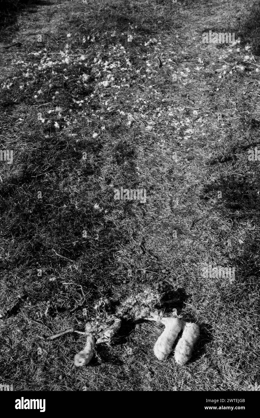 SEA EAGLE KILL, RABBIT, JURMO, REMOTE BALTIC SEA ISLAND, WINTER ...