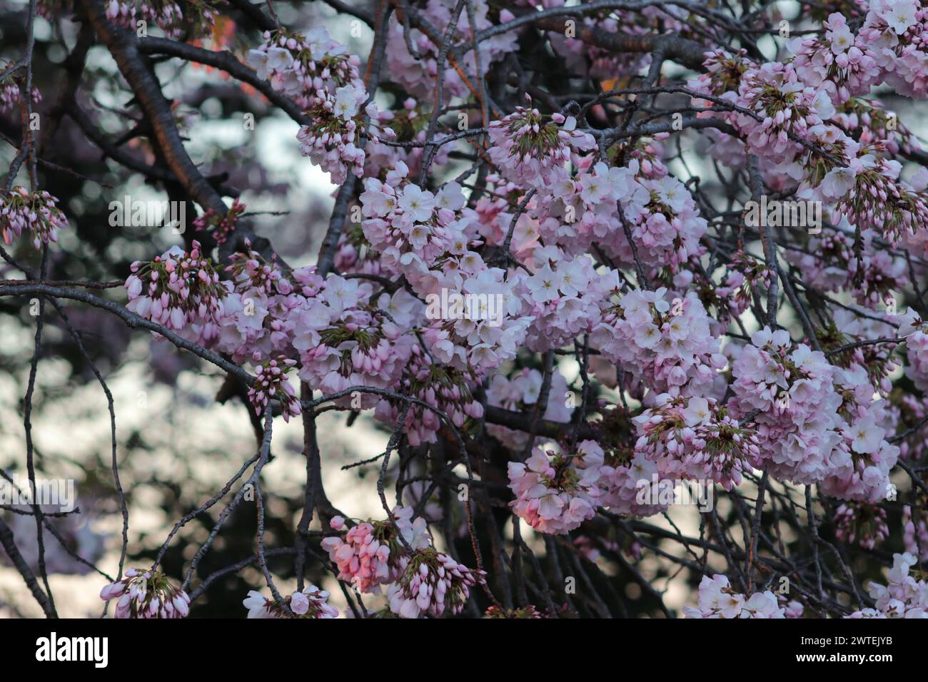 2024 washington dc cherry blossoms hi-res stock photography and images ...