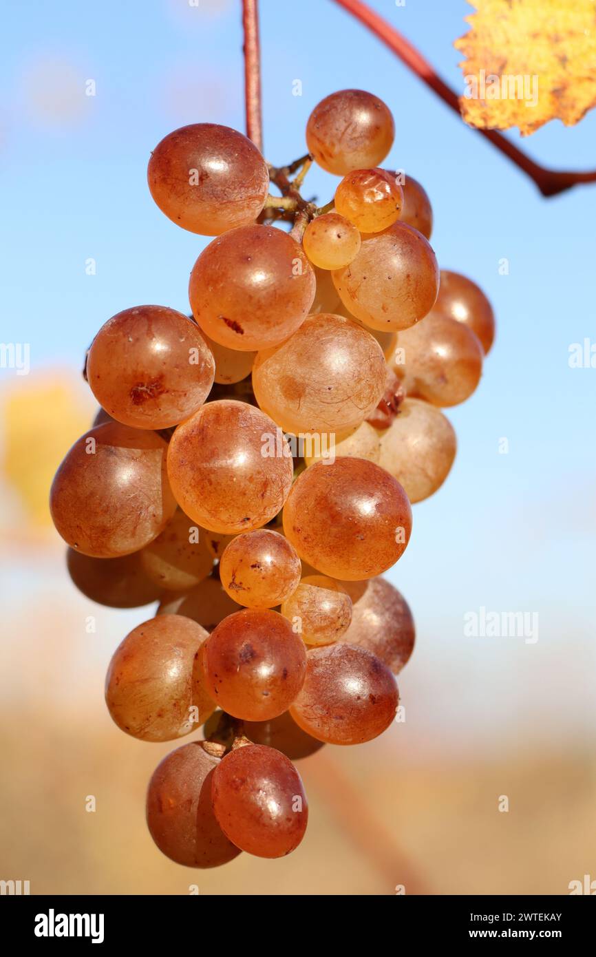 Cluster of seedless grapes on vine against blue sky, natural produce ...