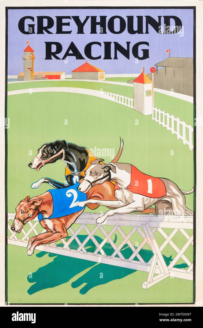 English greyhound dog hi-res stock photography and images - Alamy