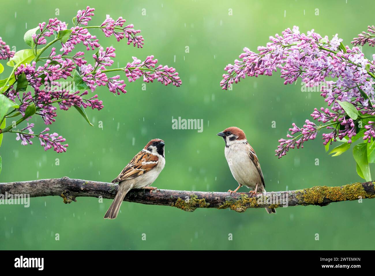 birds sparrows sit in the spring garden in the rain among the flowering ...