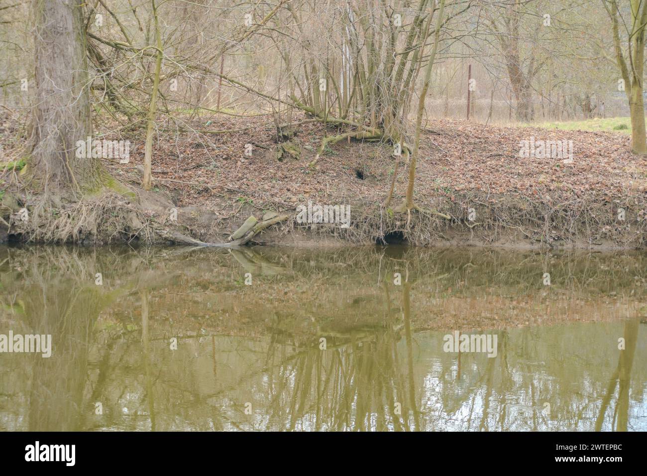 Natural beaver burrow hi-res stock photography and images - Alamy