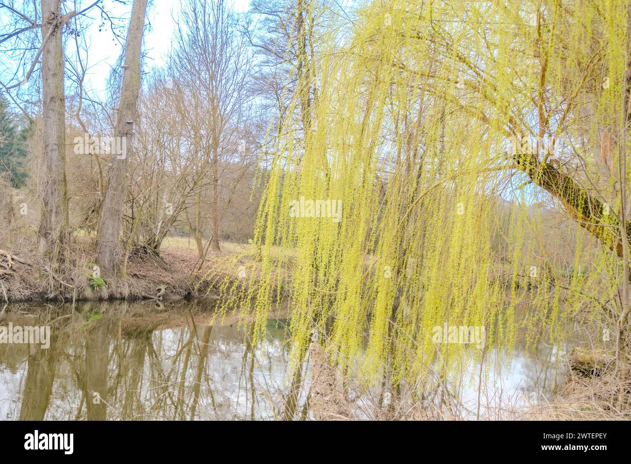 Willow leaves bloom in early spring near the Berunka River. Nature ...