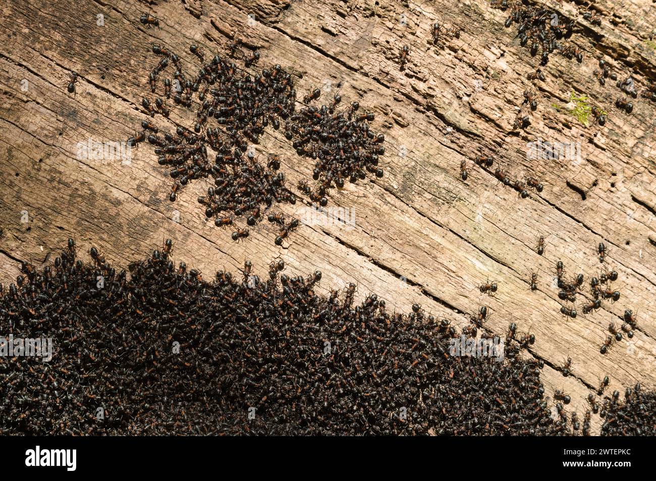 Swarming in ant colony nest. Thousands of black ants. Czech republic ...