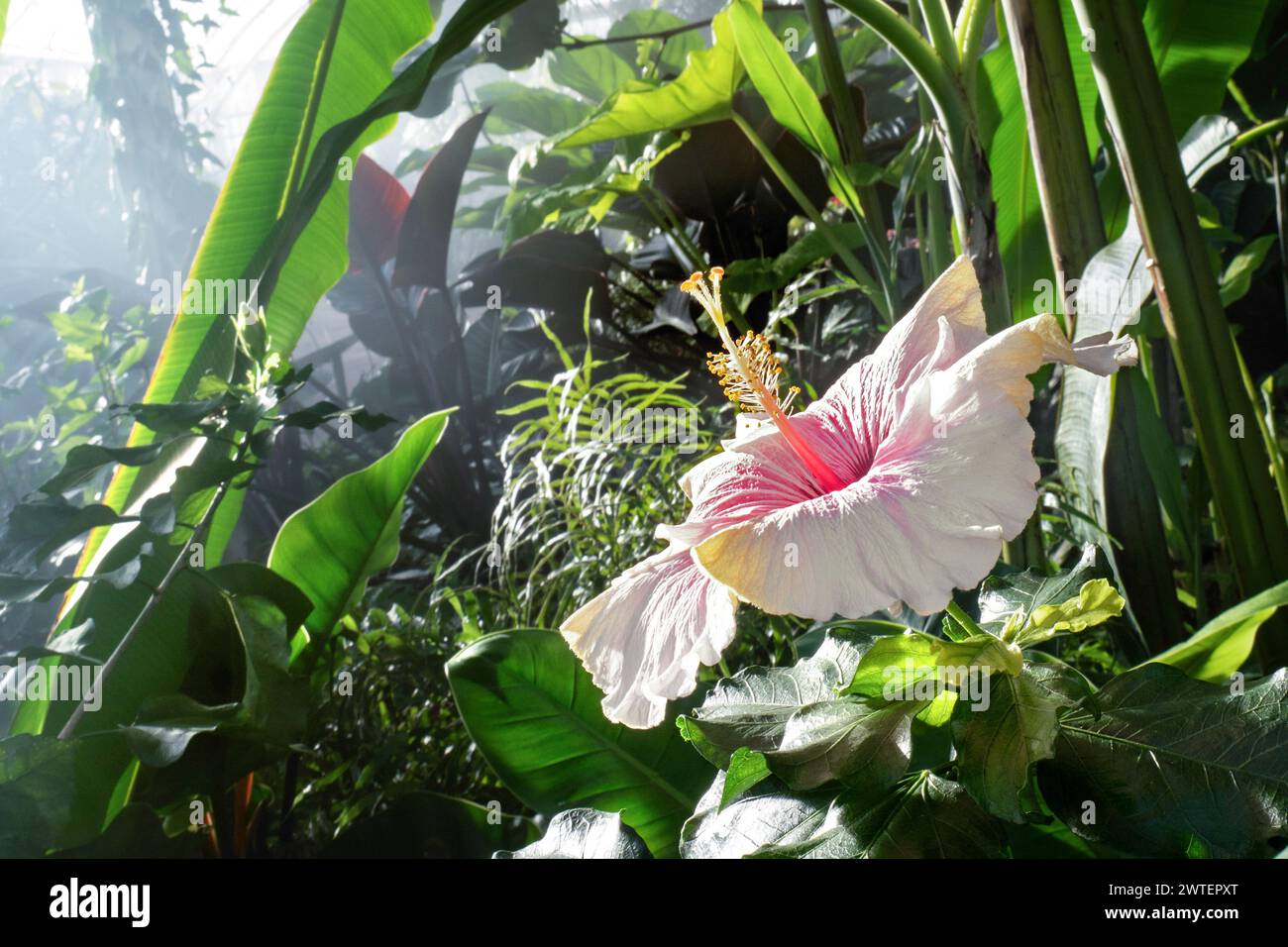 Pink Hibiscus flower Hibiscus rosa-sinensis in hot tropical moist ...