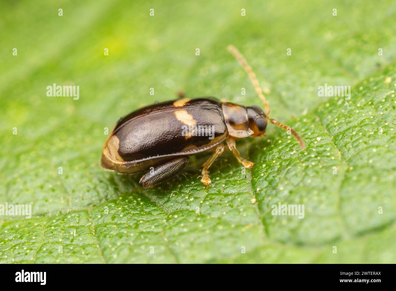 Flea Beetle (Capraita obsidiana Stock Photo - Alamy