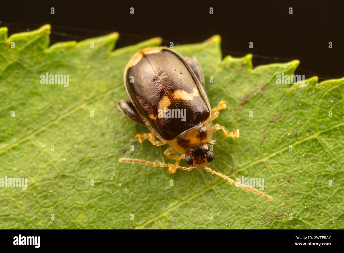 Flea Beetle (Capraita obsidiana Stock Photo - Alamy