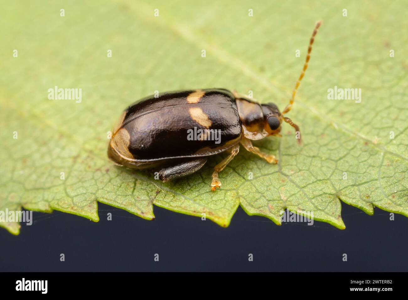 Flea Beetle (Capraita obsidiana Stock Photo - Alamy