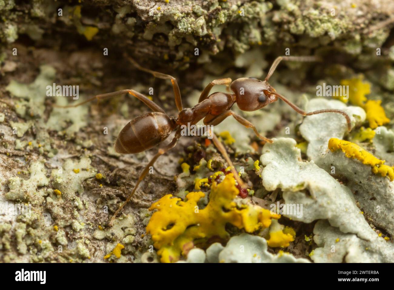 Argentine Ant (Linepithema humile Stock Photo - Alamy