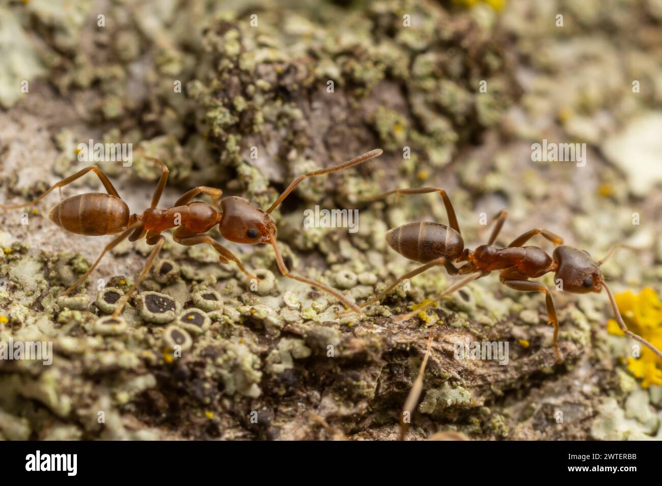 Argentine Ants (Linepithema humile Stock Photo - Alamy