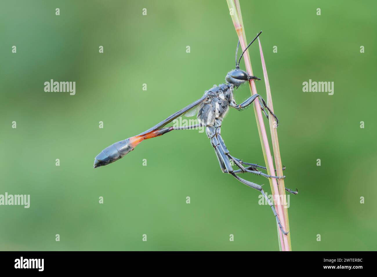 A Thread-waisted Wasp (Ammophila procera) clings to its overnight roost ...