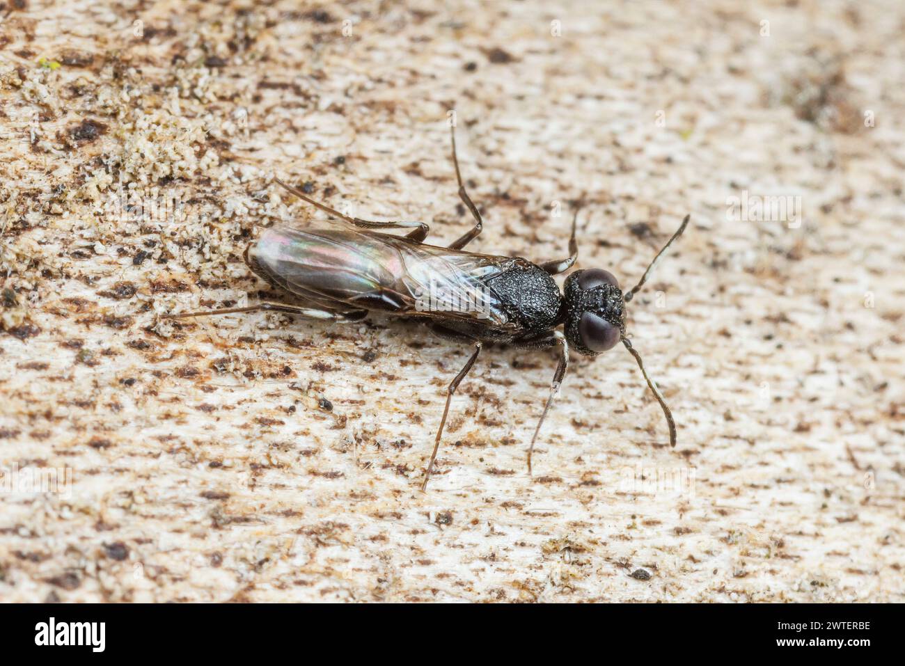 Parasitic wood wasps hi-res stock photography and images - Alamy