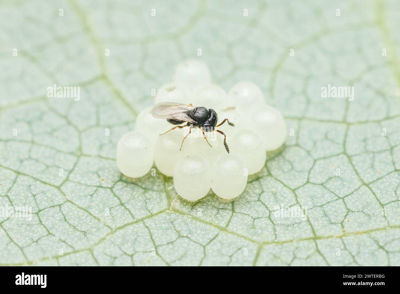 A female scelionidae wasp (Trissolcus sp.) oviposits into pentatomid ...