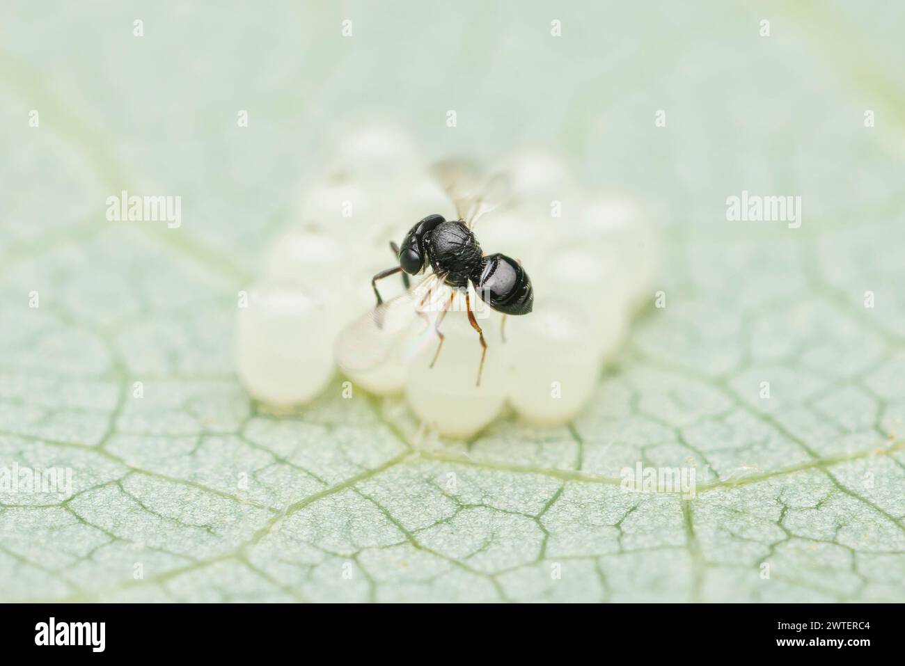 A female scelionidae wasp (Trissolcus sp.) oviposits into pentatomid ...