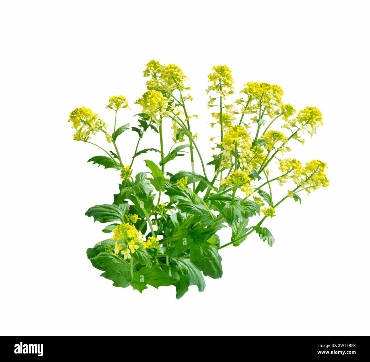 Mustard Flower blossom, Canola or Oilseed Rapeseed with pod isolated on ...