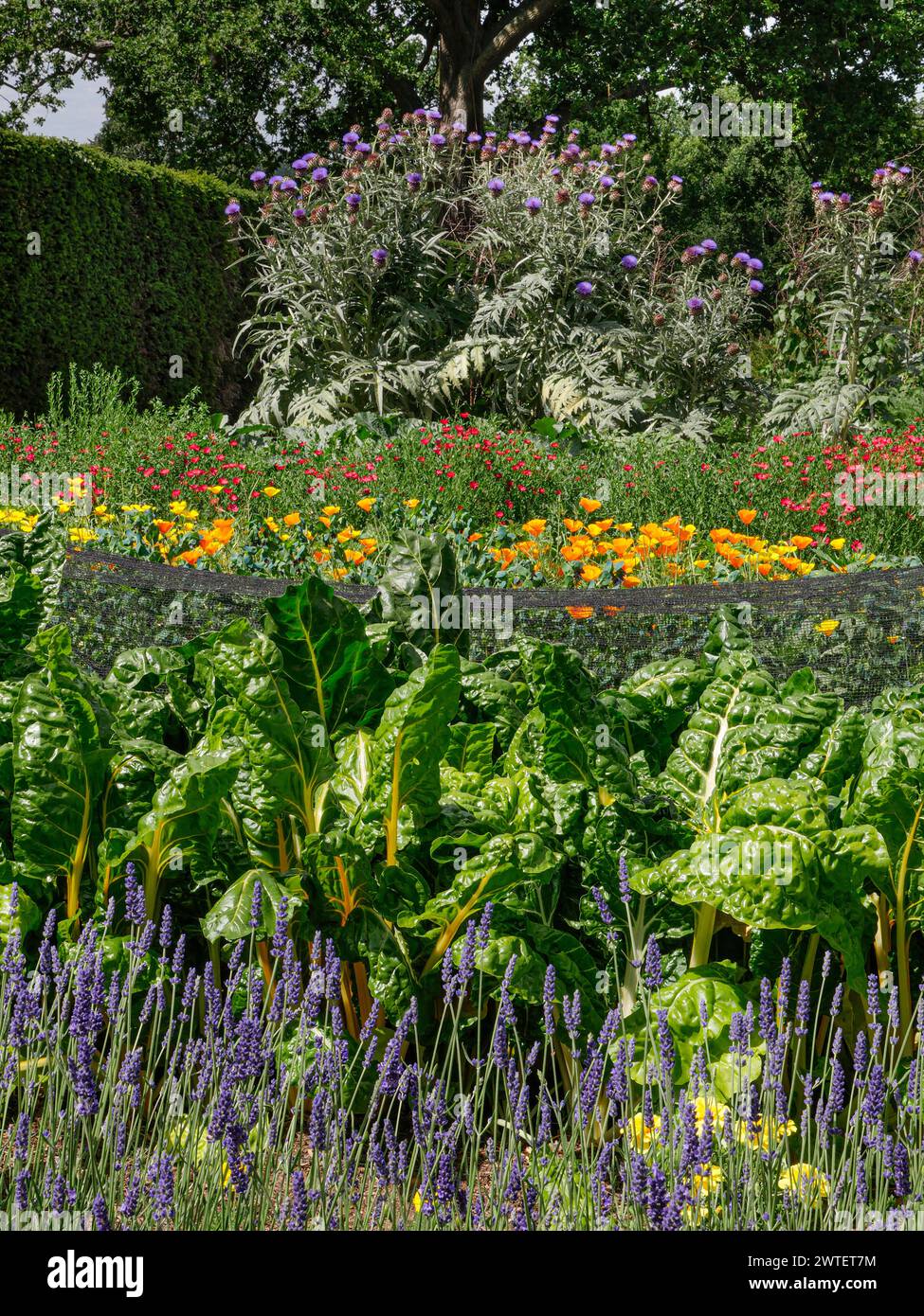 ALLOTMENT GARDEN PLOT Lavender border & Marigolds leads to profuse ...