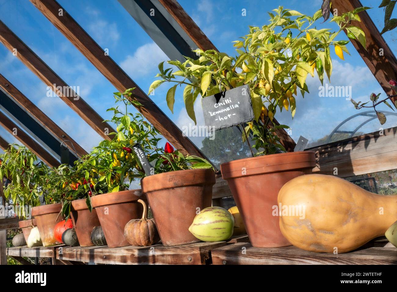 Chillies in terracotta pots hi-res stock photography and images - Alamy