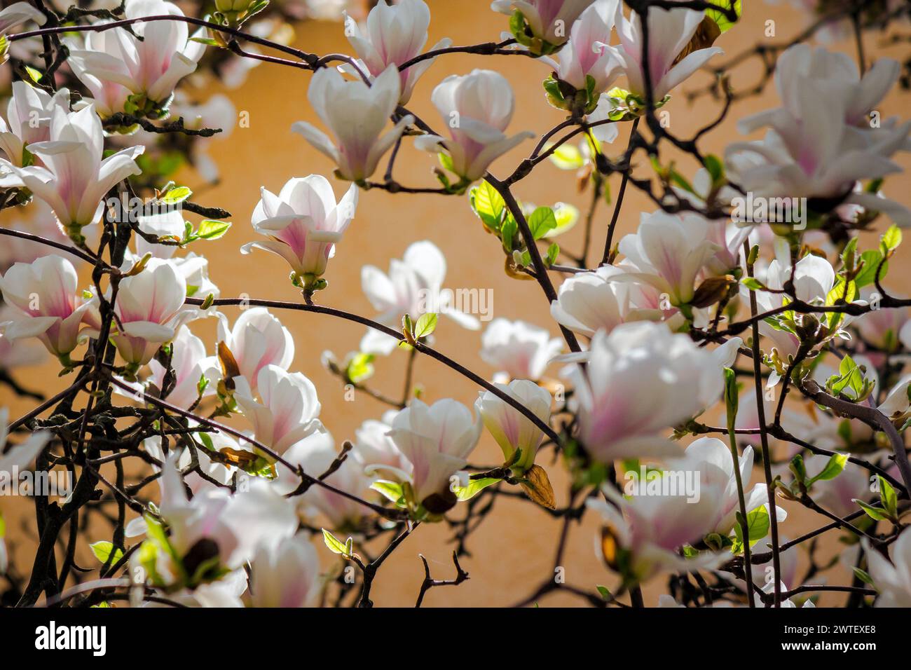 big bright flowers of magnolia soulangeana tree in full bloom ...