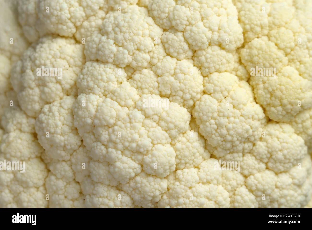 White head of fresh cauliflower close up. Healthy organic farm veggies ...