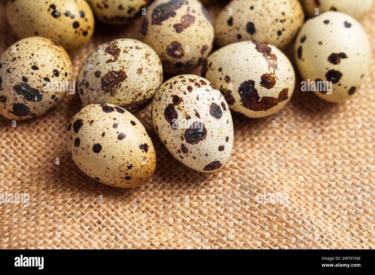 Fresh spotted quail eggs on a rough sack cloth. Raw farm ingredient ...
