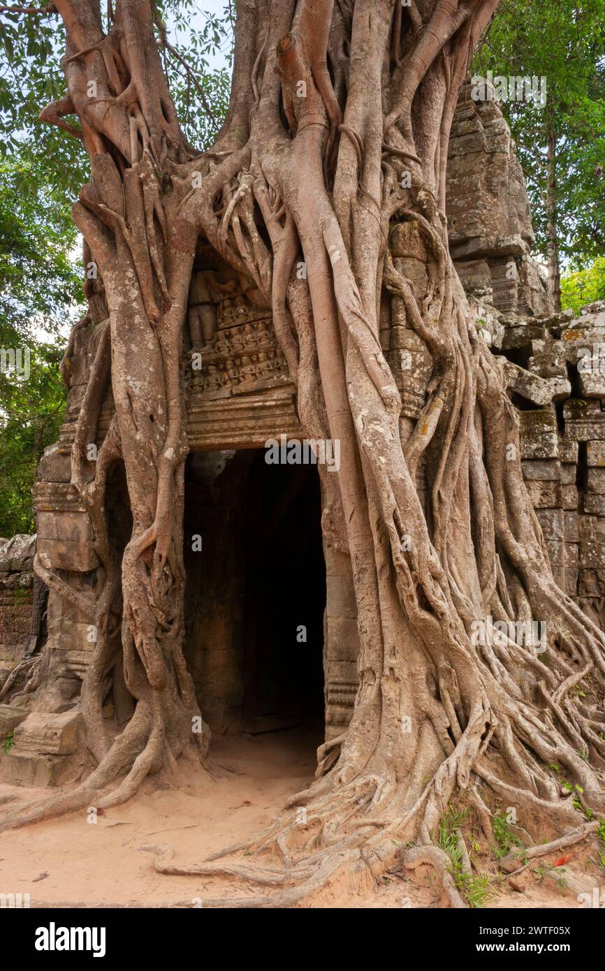 Roots of a strangler fig tree covering a doorway and entrance to Ta Som ...
