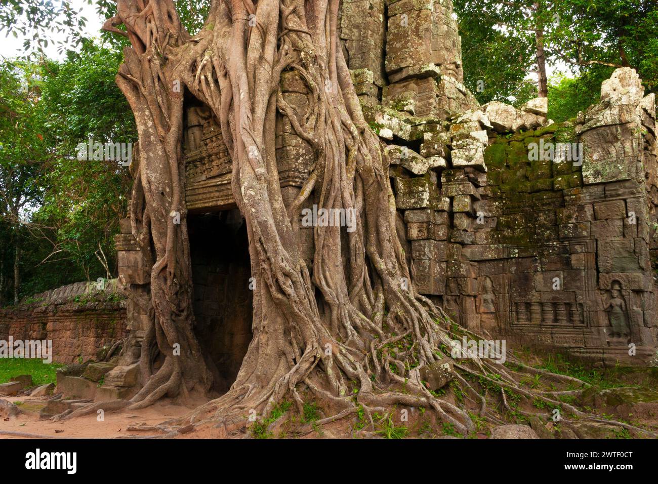 Roots of a strangler fig tree covering a doorway and entrance to Ta Som ...