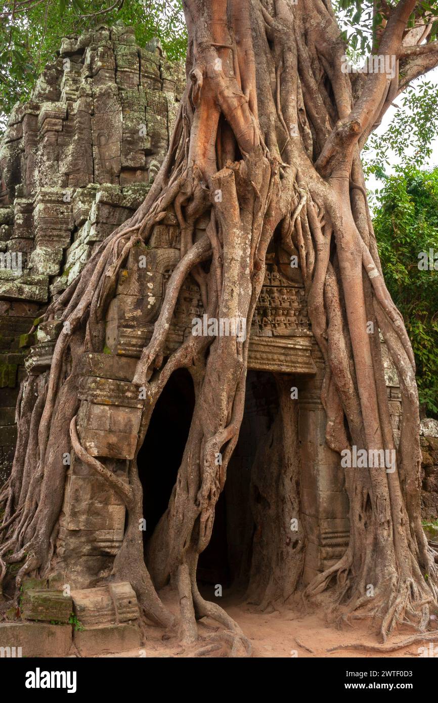 Roots of a strangler fig tree covering a doorway and entrance to Ta Som ...