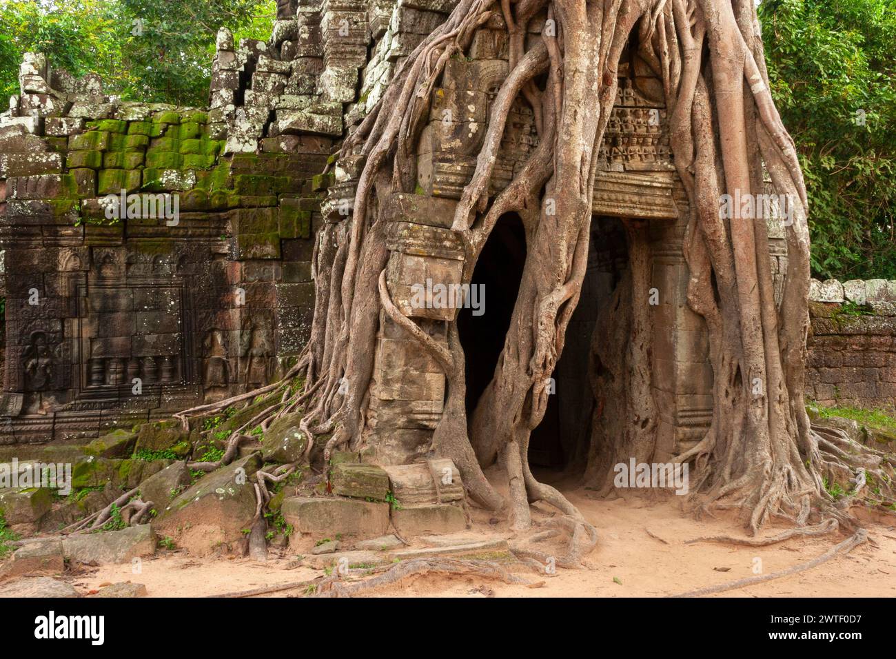 Roots of a strangler fig tree covering a doorway and entrance to Ta Som ...