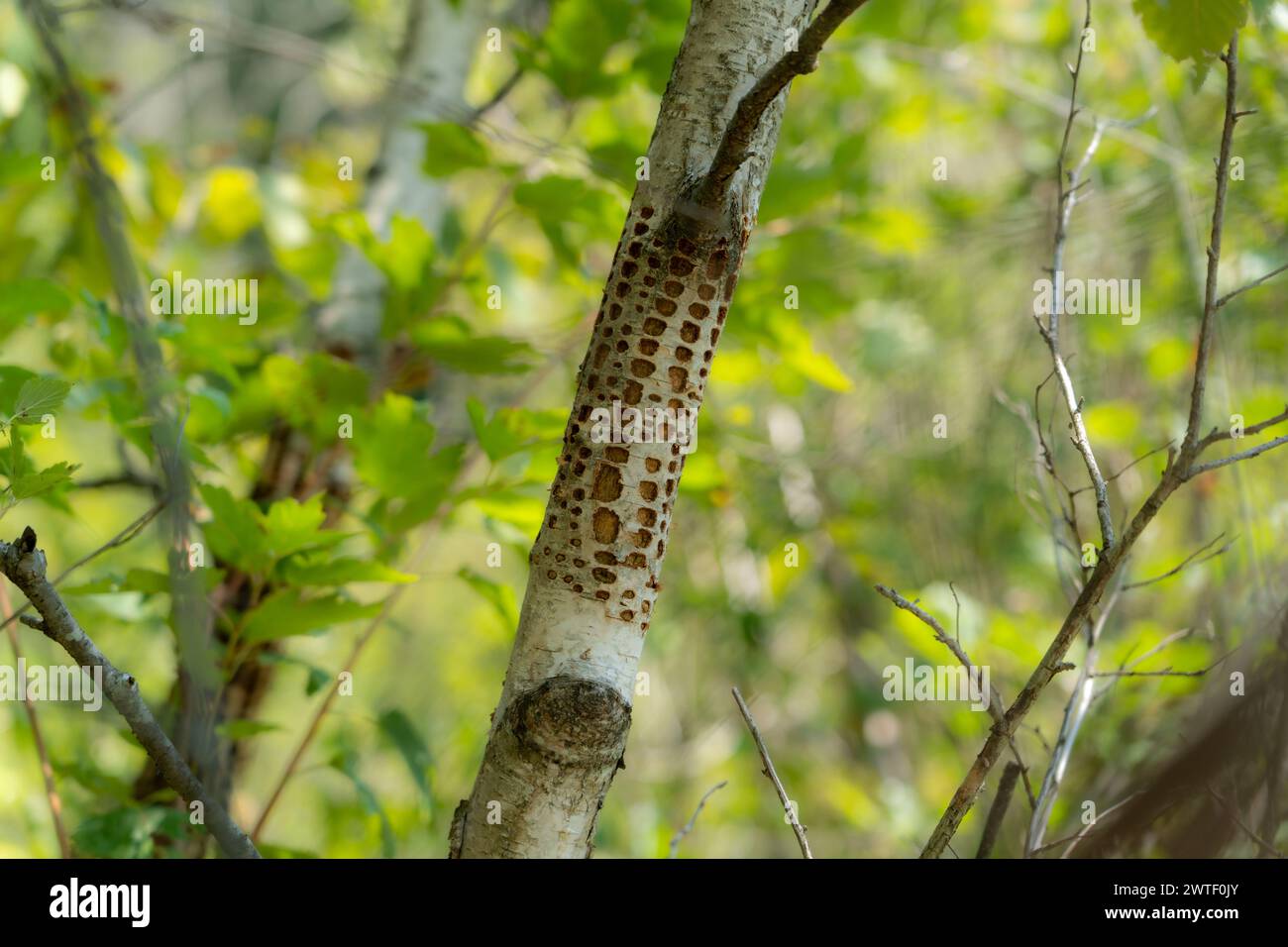 Bug or bird made a design in the tree bark Stock Photo - Alamy