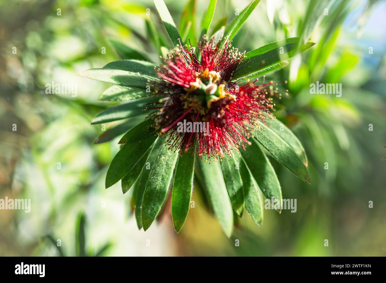 Close-up of an exotic Bottlebrush shrub, Callistemon ‘Hannah’s Child ...