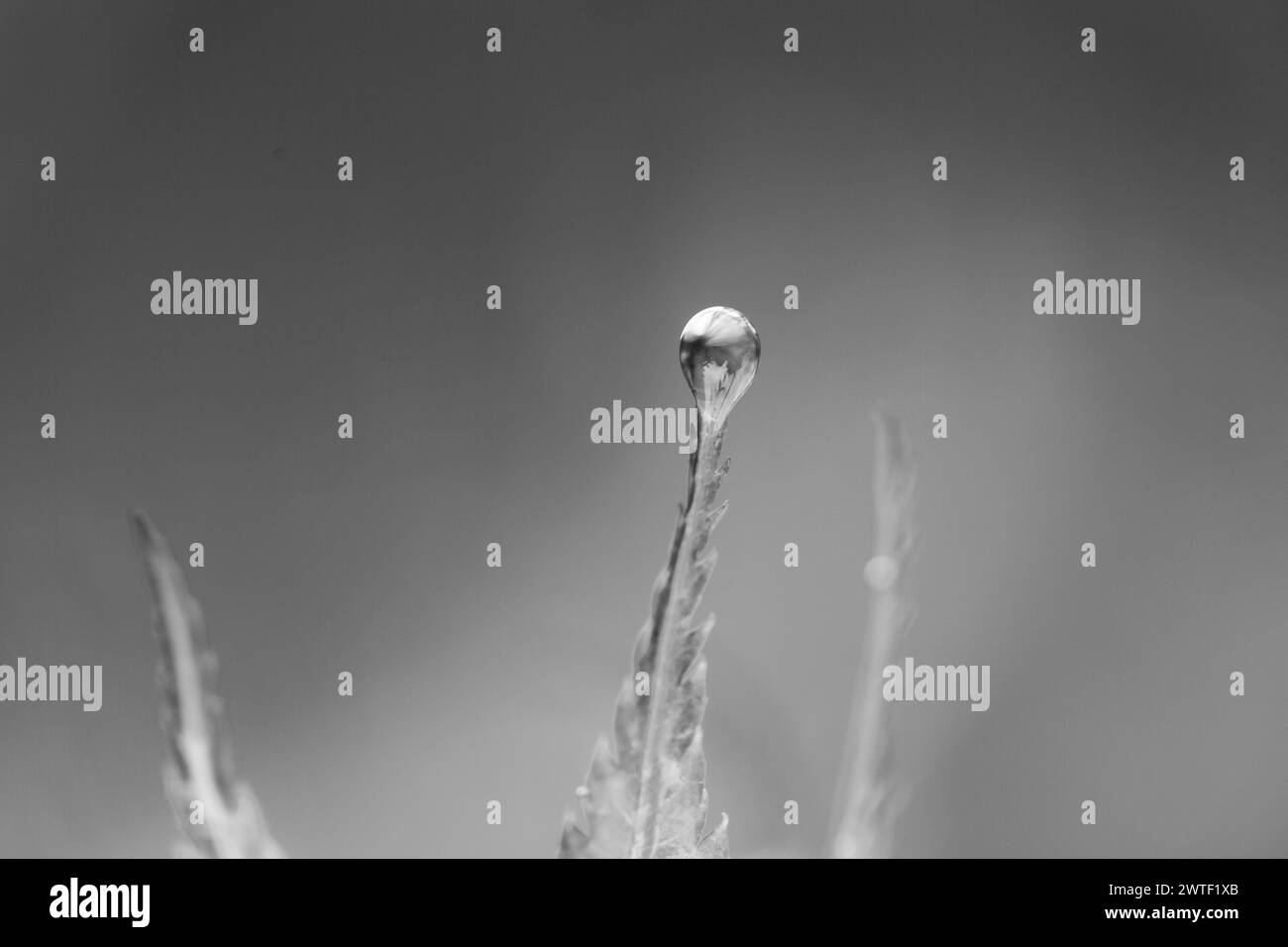 Tip of the world Black and White Stock Photos & Images - Alamy