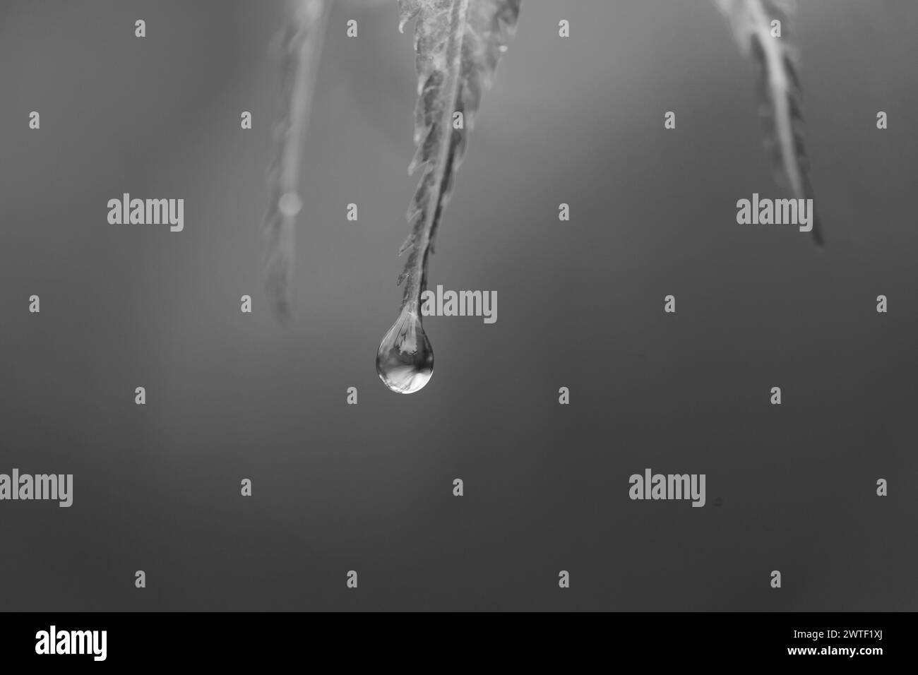 Raindrop at the tip of a leaf Stock Photo - Alamy