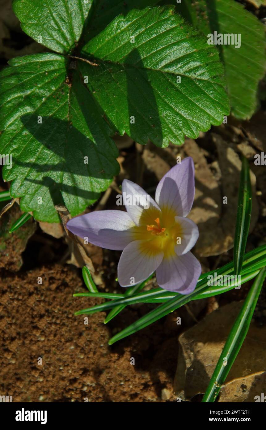 Beautiful spring purple crocus in the garden, Sofia, Bulgaria Stock ...