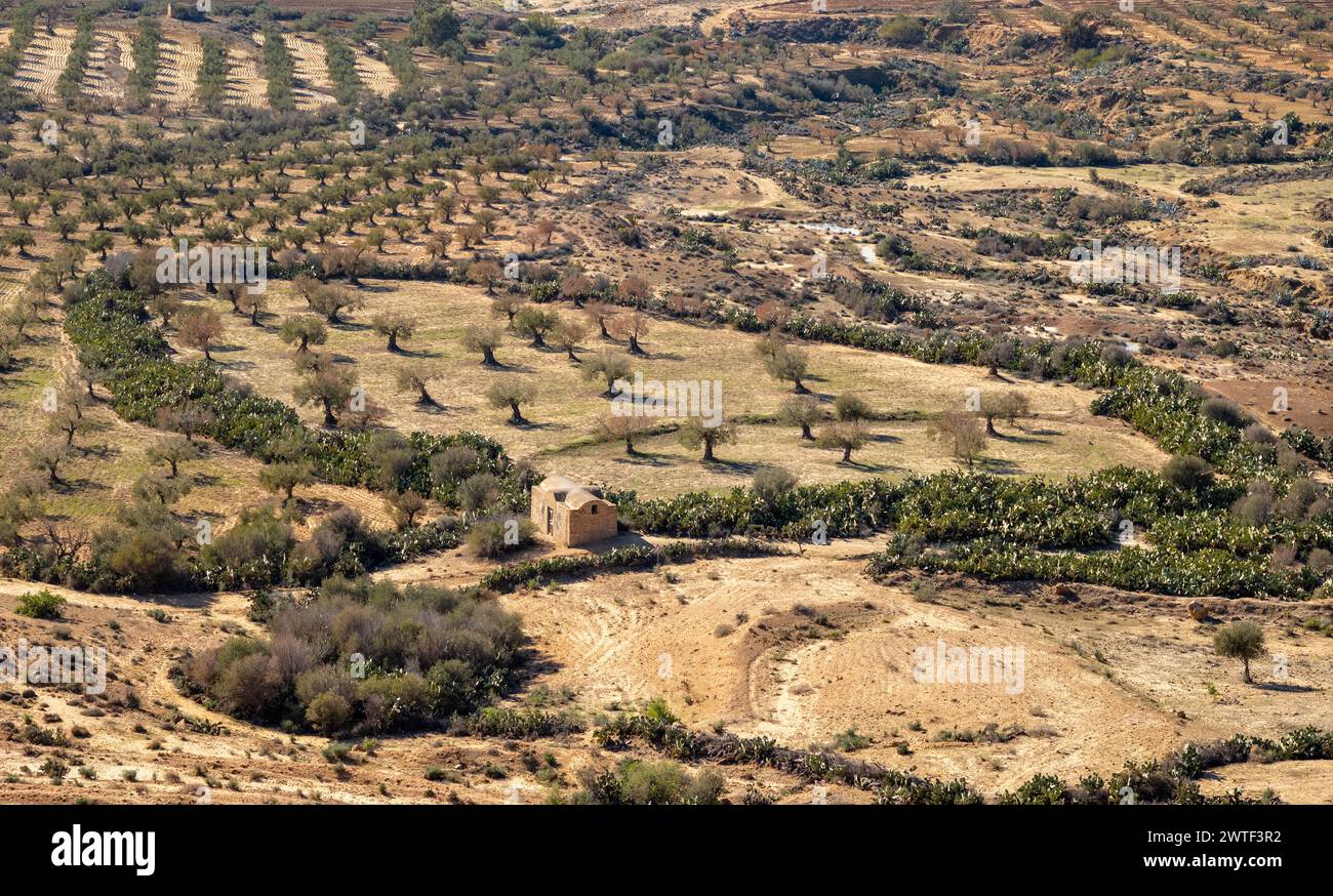 An ancient olive grove surrounded by prickly pear cactus fencing and a ...