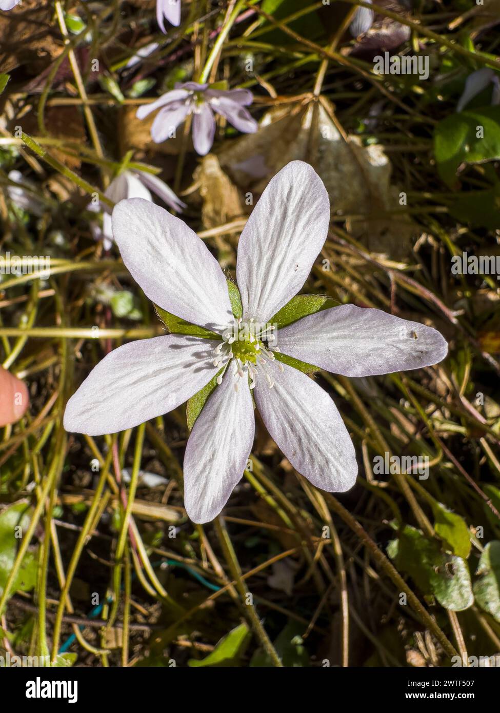 Liverleaf, Hepatica nobilis, flowering in Pruhonice, Czech Republic on ...