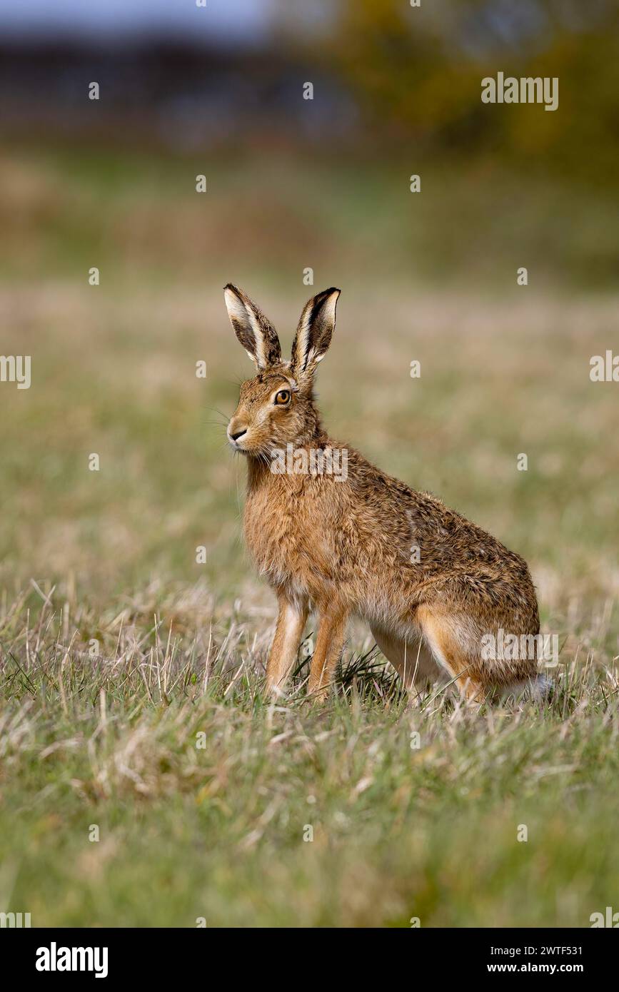 Hare uk autumn hi-res stock photography and images - Alamy