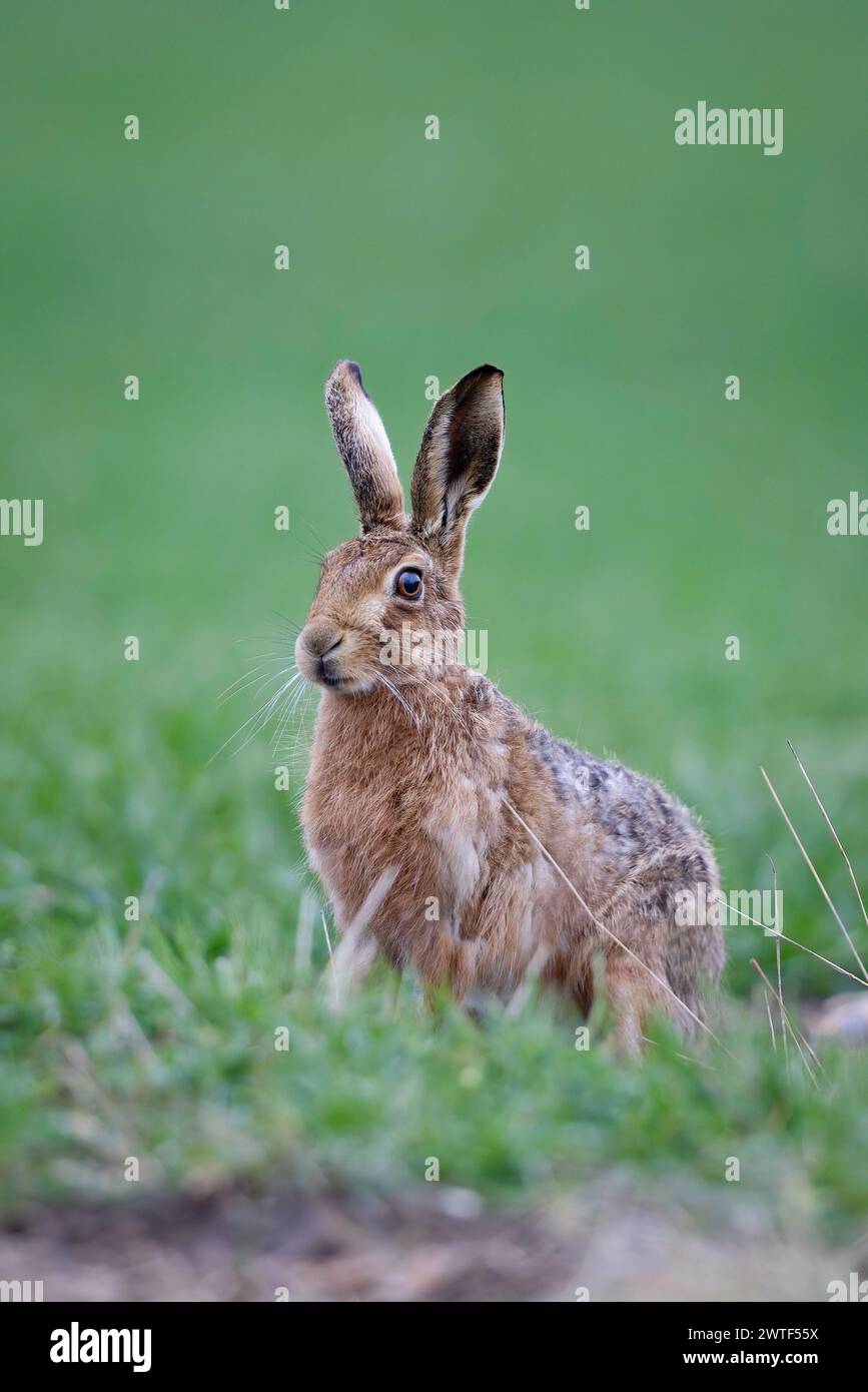 Brown Hare in Norkfolk Stock Photo - Alamy