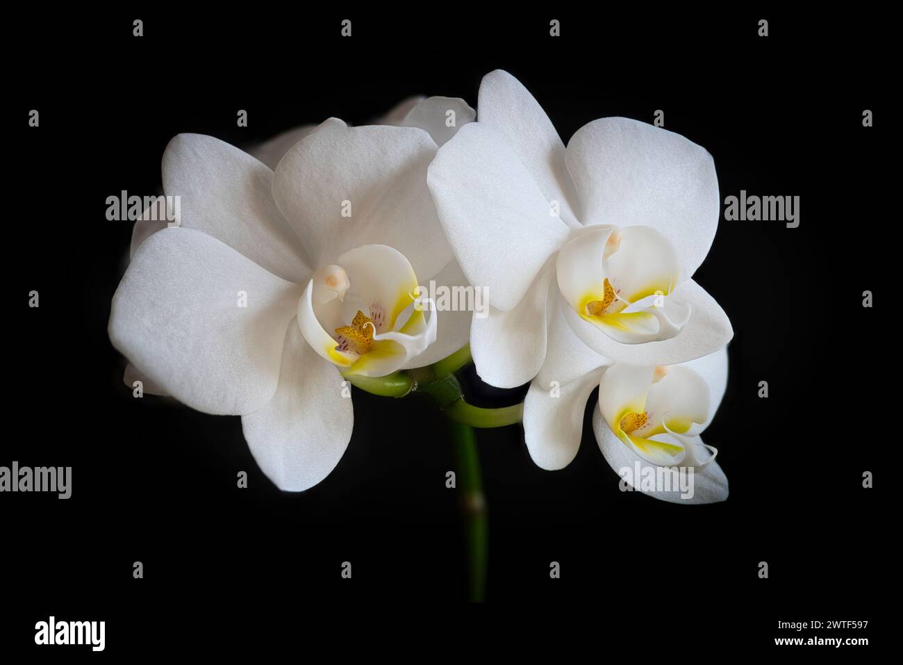 Three magnificent white Phalenopsis orchids Stock Photo - Alamy