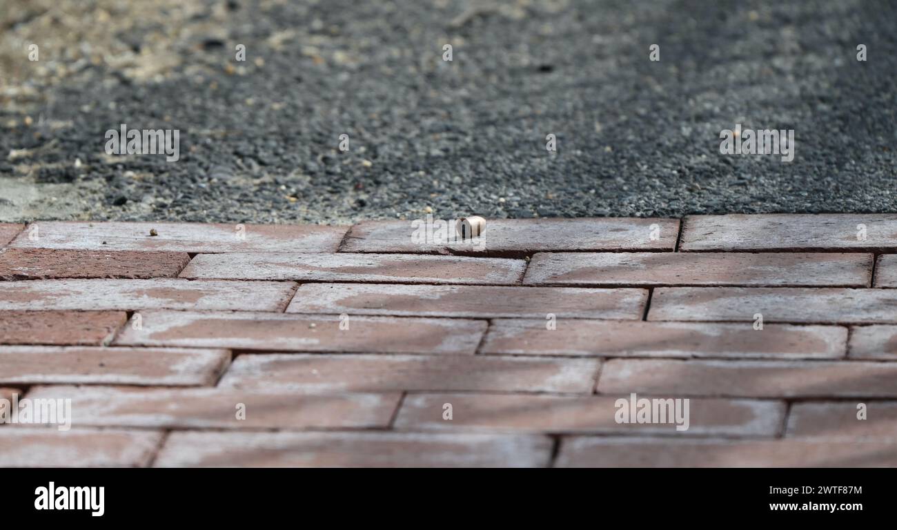Washington, United States. 17th Mar, 2024. Shell casing seen on the ...
