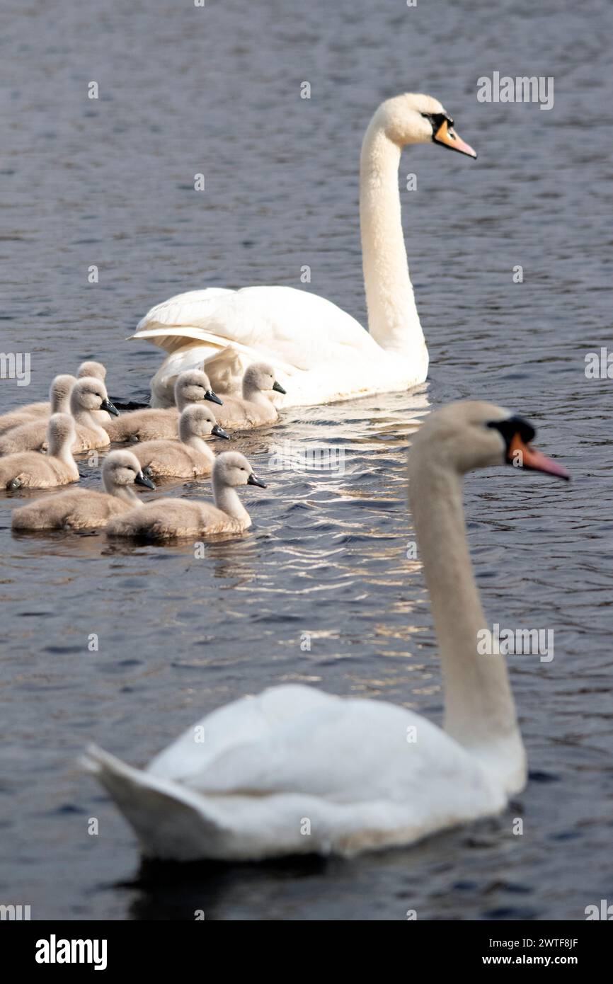Swan chicks swimming with their parents Stock Photo - Alamy