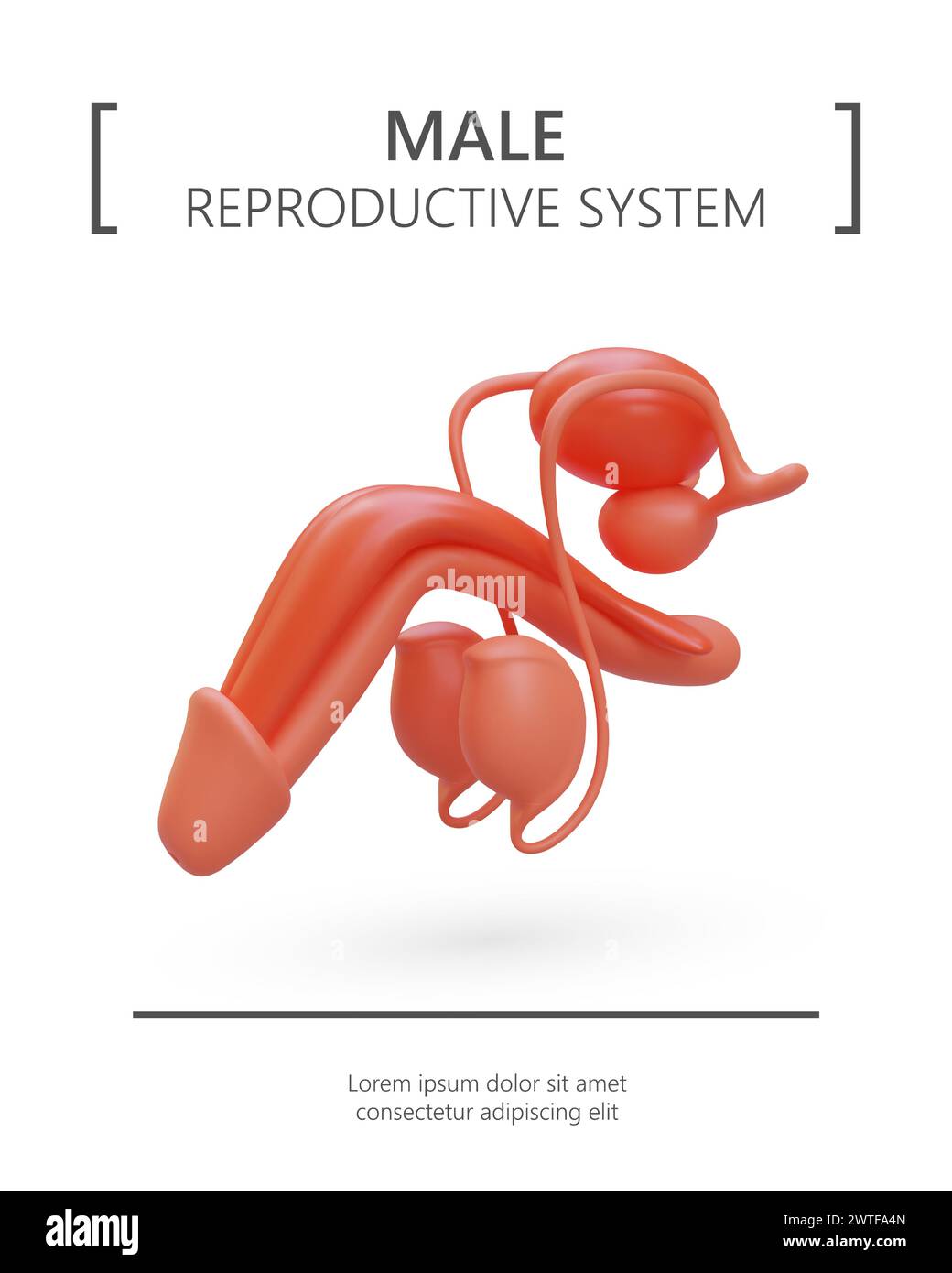 Male genital system Stock Vector Images - Alamy